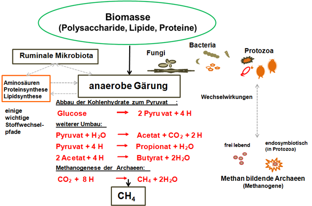 Abbildung 2: Schematische Darstellung der anaeroben Verdauung von ...